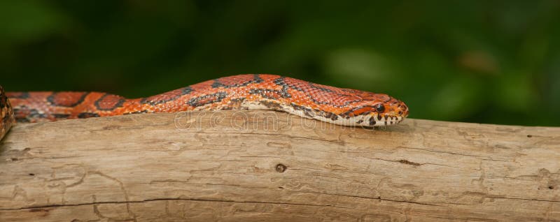 19,532 Gul Orm Stock Photos - Free & Royalty-Free Stock Foton från ...