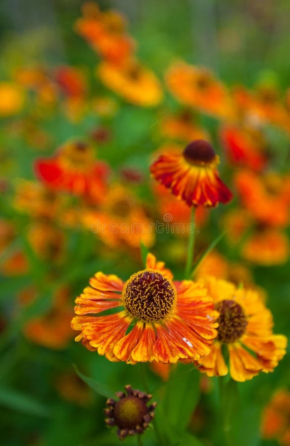 Orange ox-eye daisy stock image. Image of countryside - 23336421