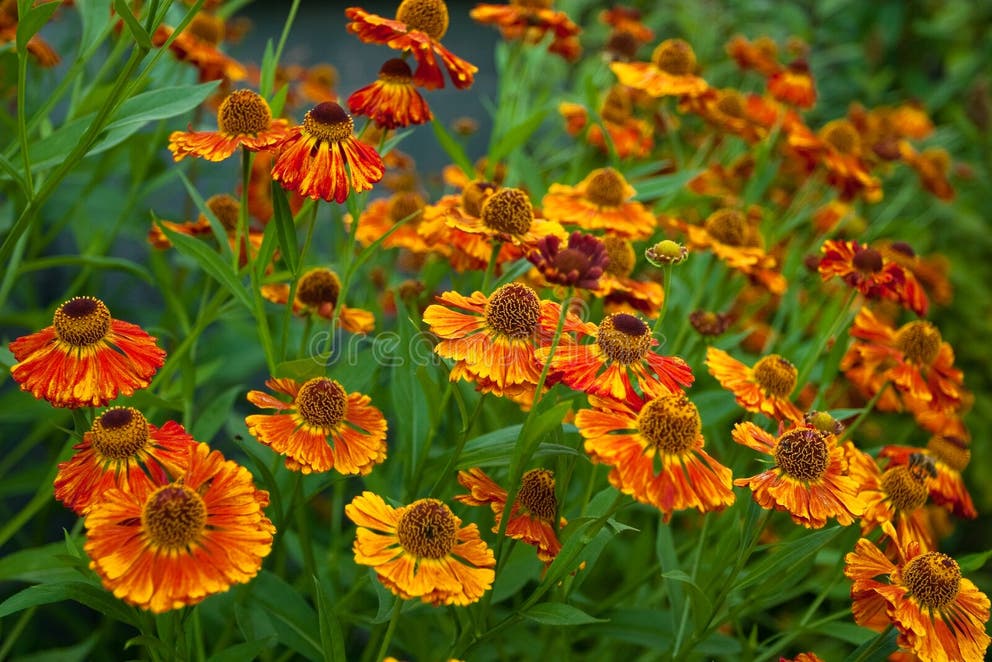 Orange ox-eye daisy stock photo. Image of rural, fresh - 23336448