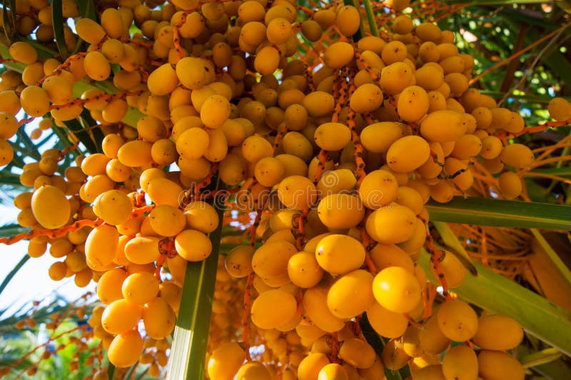 Orange Palm Fruits - Canary Date Palm Stock Photo - Image of ...