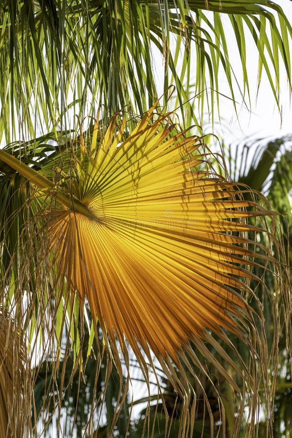 Orange Palm Leaf Back Lit by the Sun Stock Photo - Image of orange ...