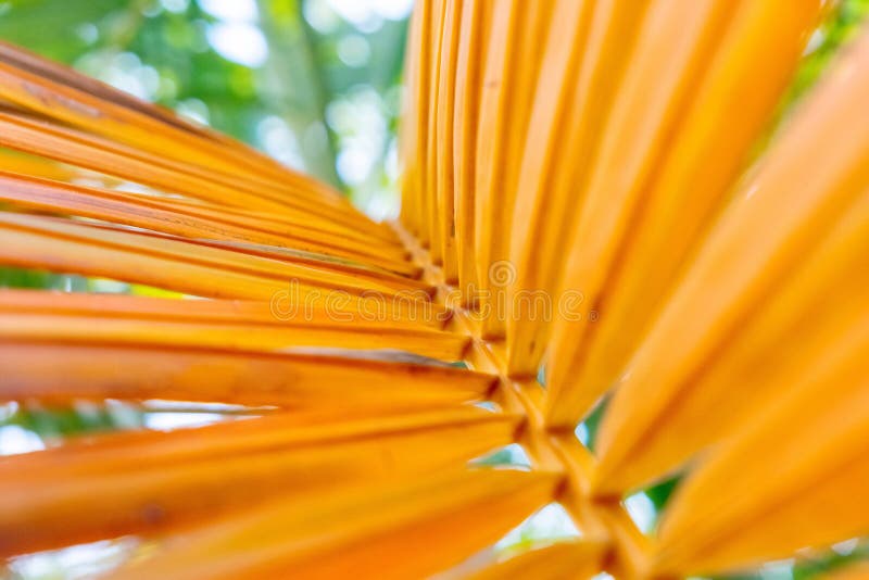 Orange Palm Leaves on Causes of Its Plant Hormone Stock Photo - Image ...