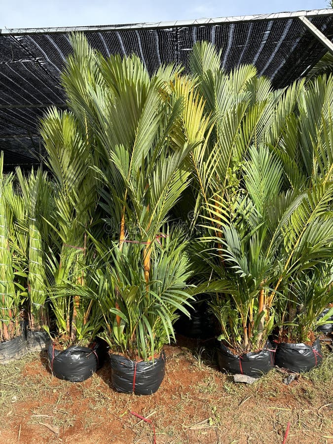 Orange palms stock photo. Image of palms, green, orange - 285655730