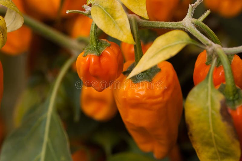 Orange paprika stock image. Image of plant, garden, food - 34653517