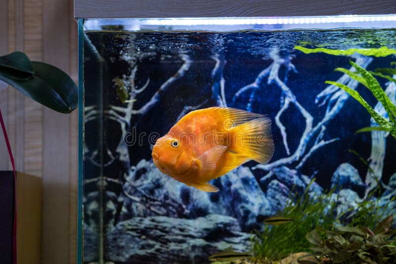 Orange Parrot Fish in the Aquarium. Red Parrot Cichlid. Aquarium Fish ...