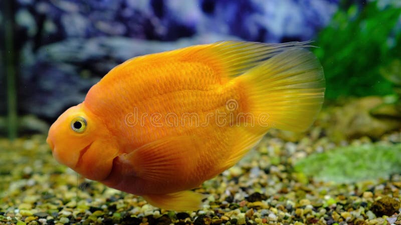 Orange Parrot Fish in the Aquarium. Red Parrot Cichlid. Aquarium Fish ...