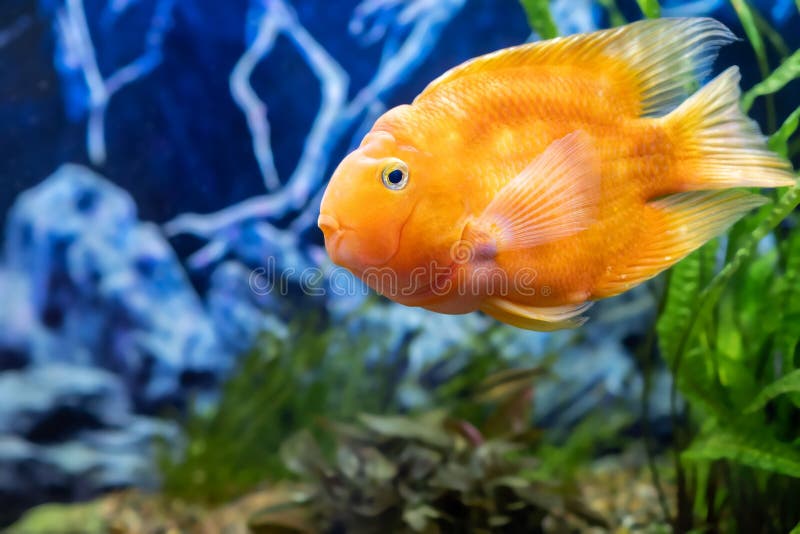 Orange Parrot Fish in the Aquarium. Red Parrot Cichlid. Aquarium Fish ...