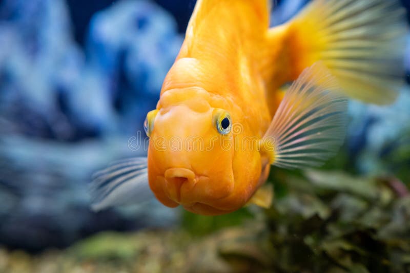 Orange Parrot Fish in the Aquarium. Red Parrot Cichlid. Aquarium Fish ...
