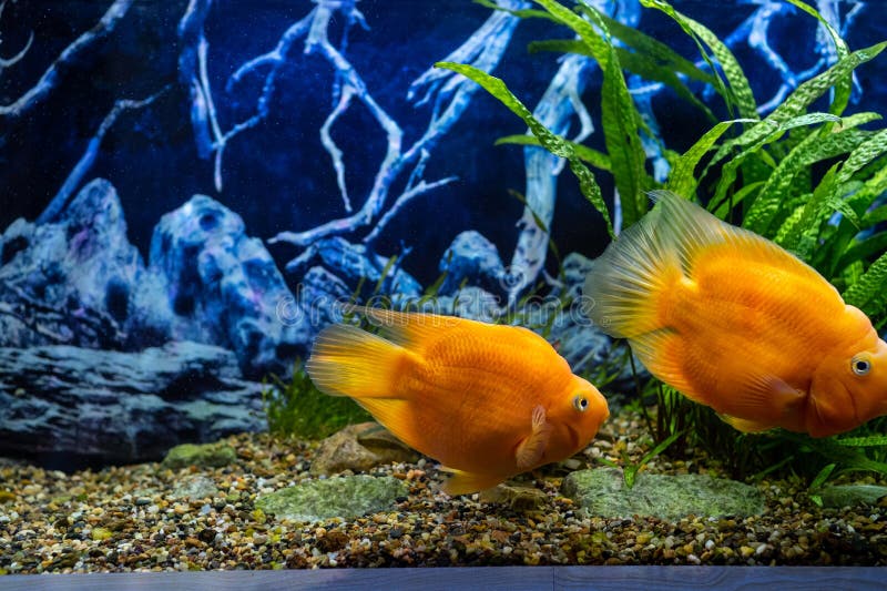 Orange Parrot Fish in the Aquarium. Red Parrot Cichlid. Aquarium Fish ...