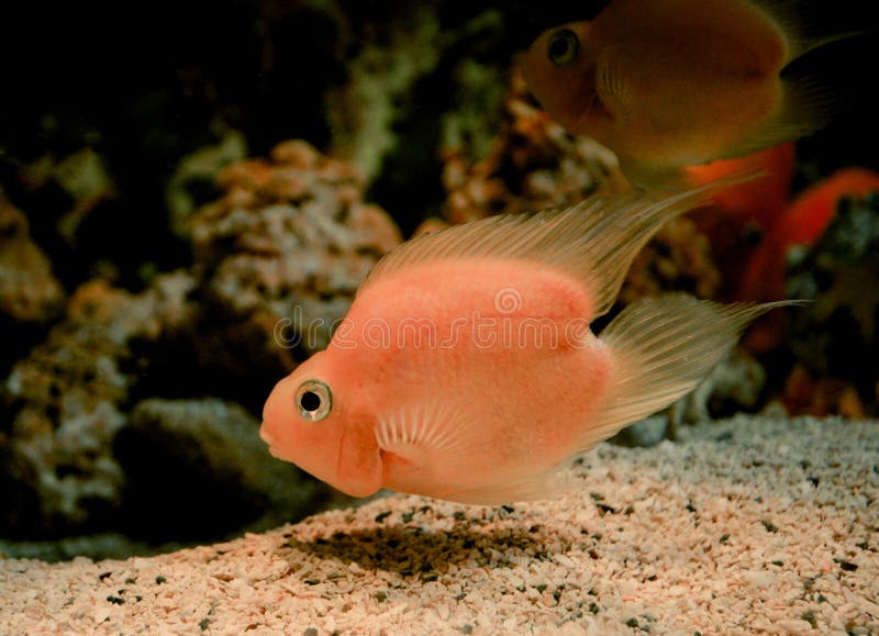 Orange Parrot fish stock photo. Image of gold, fishes - 67680228