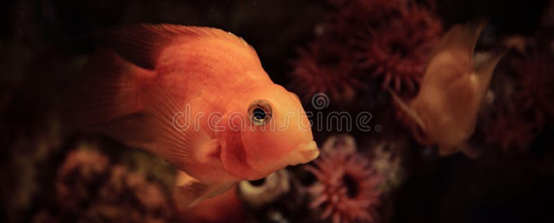Orange Parrot fish stock photo. Image of freshwater, tropic - 67680304