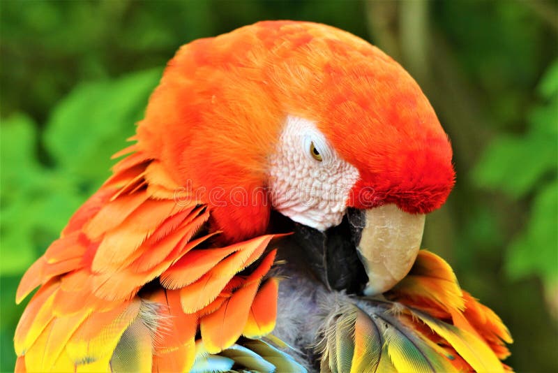 Orange parrot head2 stock photo. Image of nature, flying - 97977160