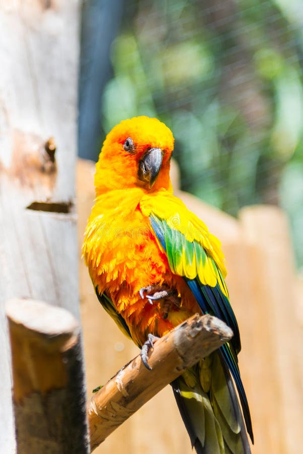 Orange parrot stock image. Image of tropical, nature - 31943215