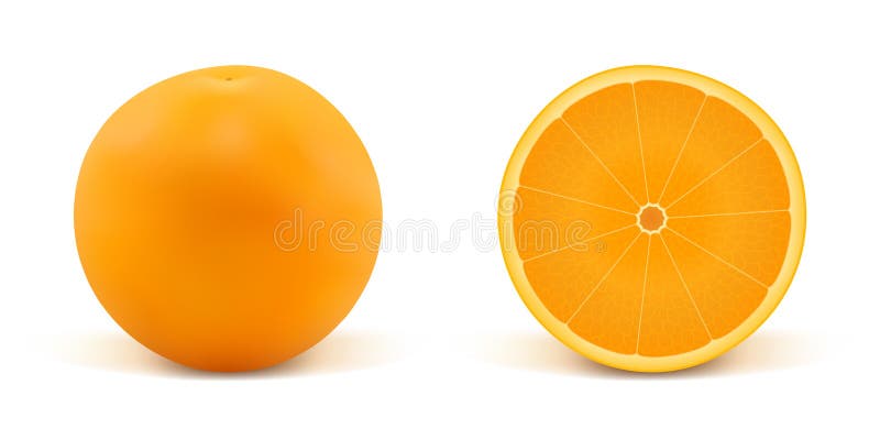 Orange and part of orange stock vector. Illustration of color - 16870913