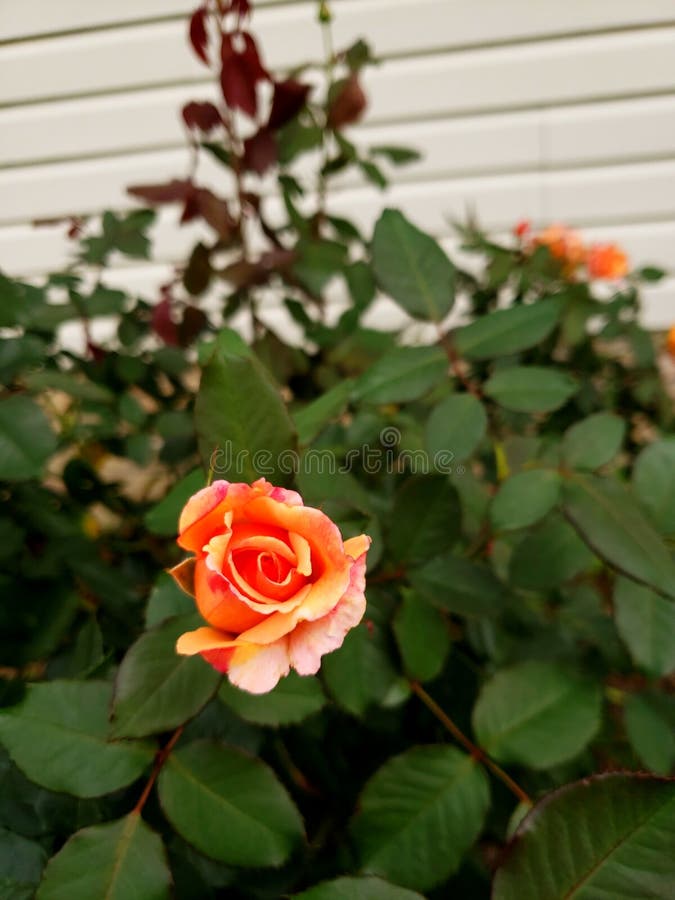 Roses stock photo. Image of rose, peach, pretty, roses - 137581840