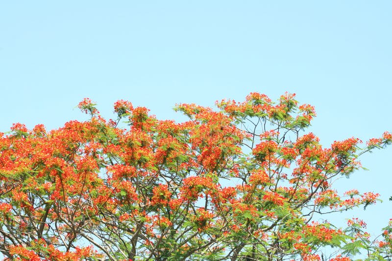 Orange Peacock Tree and Vivid Sky Stock Photo - Image of bright ...