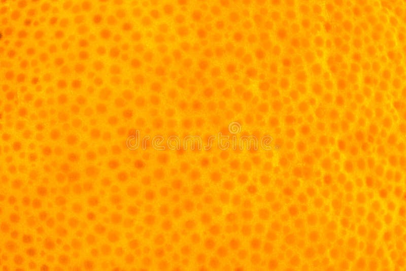 Orange peel background stock image. Image of peel, vitamin - 94677515