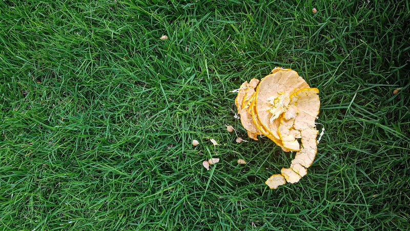 An Orange Peel on Green Grass Stock Photo - Image of field, garden ...