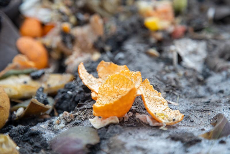 Orange Peel from the Mandarin Lies on the Garbage Compost Heap. Close ...