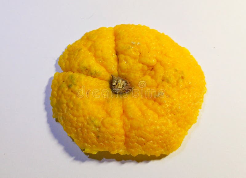 Orange Peel Orange Round Bumpy White Peel Stock Photo - Image of coil ...