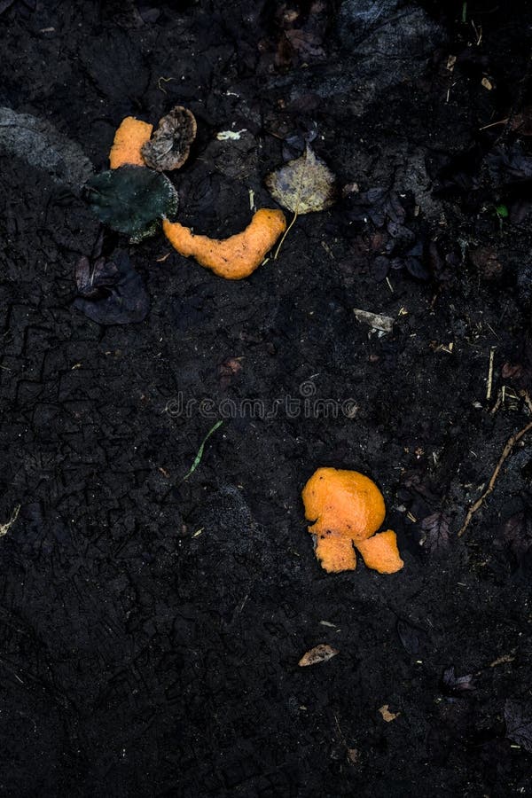 Orange Peels on a Muddy Path Seen from Above Stock Image - Image of ...