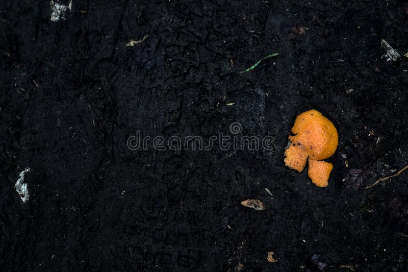 Orange Peels on a Muddy Path Seen from Above Stock Photo - Image of ...