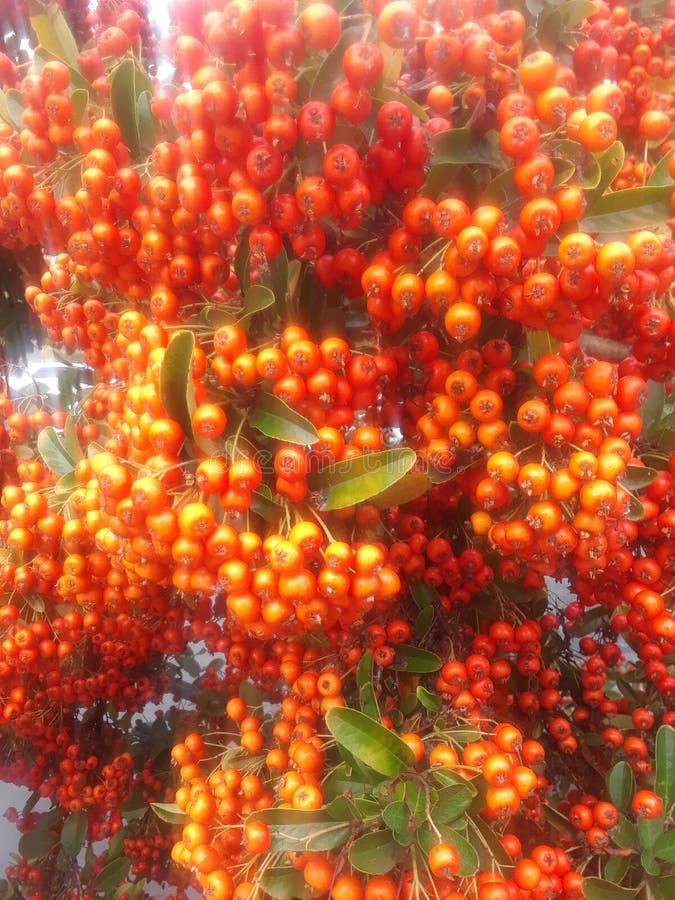 Orange pellets stock photo. Image of posin, edible, orange - 131499986