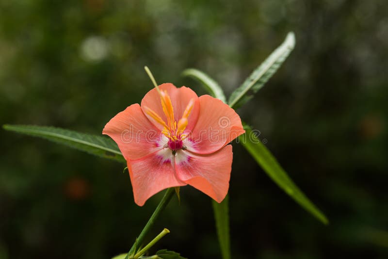 Orange Pentapetes Phoenicea Flower Stock Photo - Image of closeup ...
