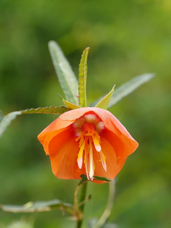 Orange Pentapetes Phoenicea Flower Stock Photo - Image of flower ...