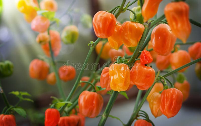 Orange Pepperonis Stock Photos - Free & Royalty-Free Stock Photos from ...