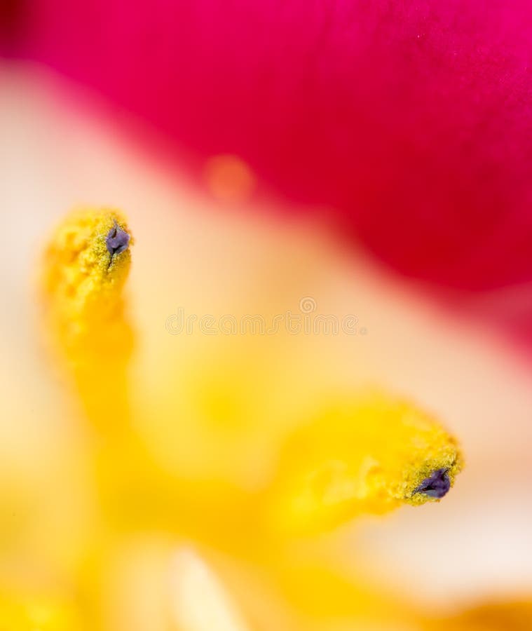 Orange Pestle with Pollen in a Flower Stock Photo - Image of orange ...