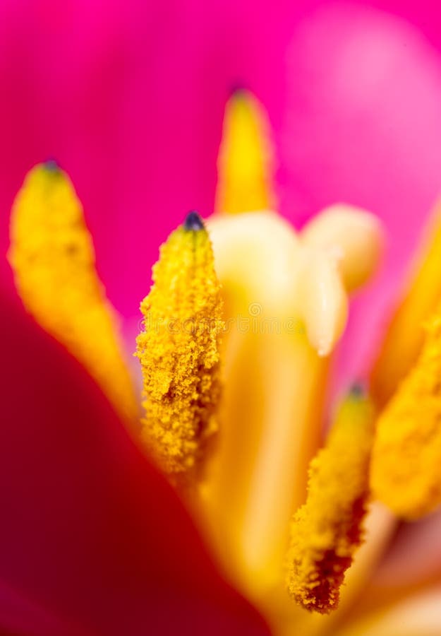 Orange Pestle with Pollen in a Flower Stock Image - Image of plant ...