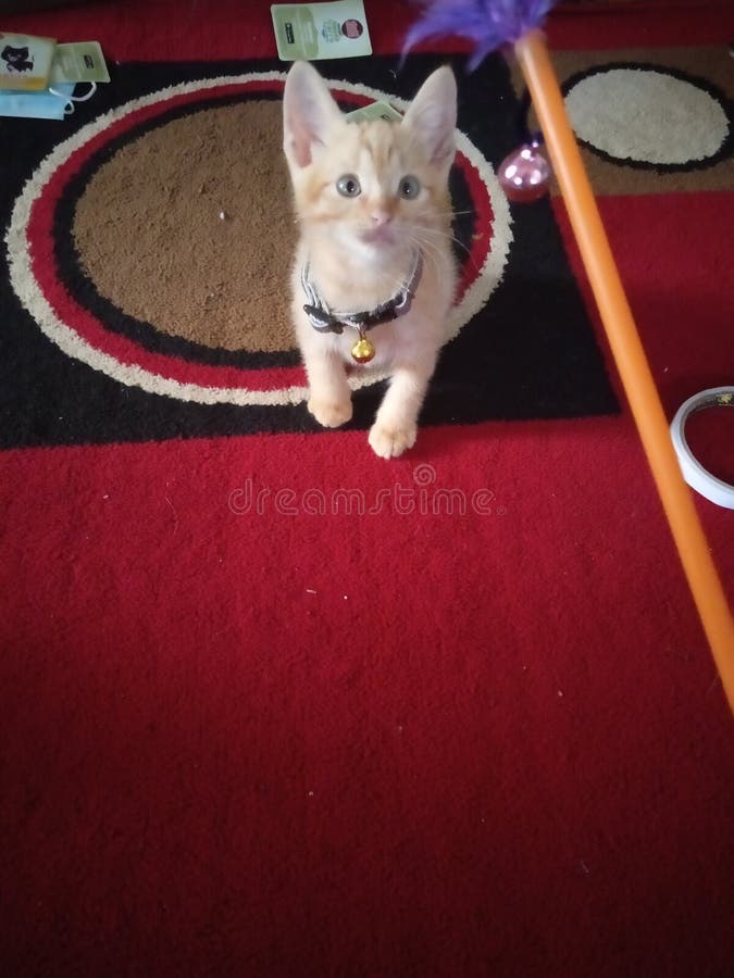 Orange pet cute litle cat stock photo. Image of cute - 238903924