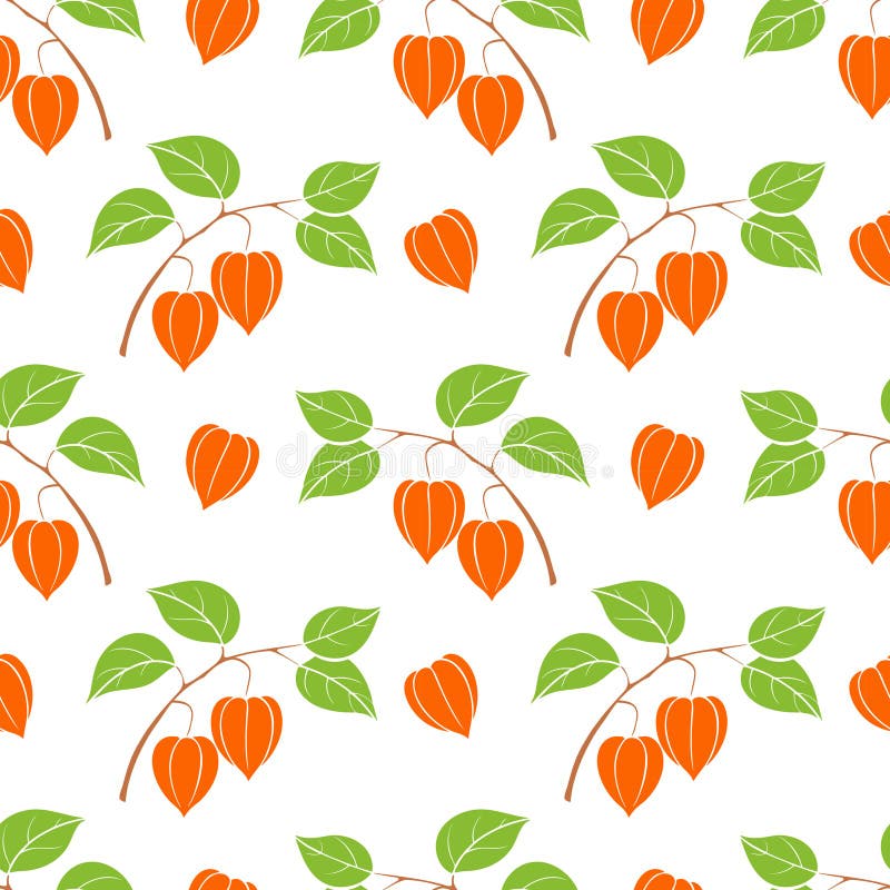 Orange Physalis Autumn Pattern, Decorative Branch on White Background. Stock Vector ...