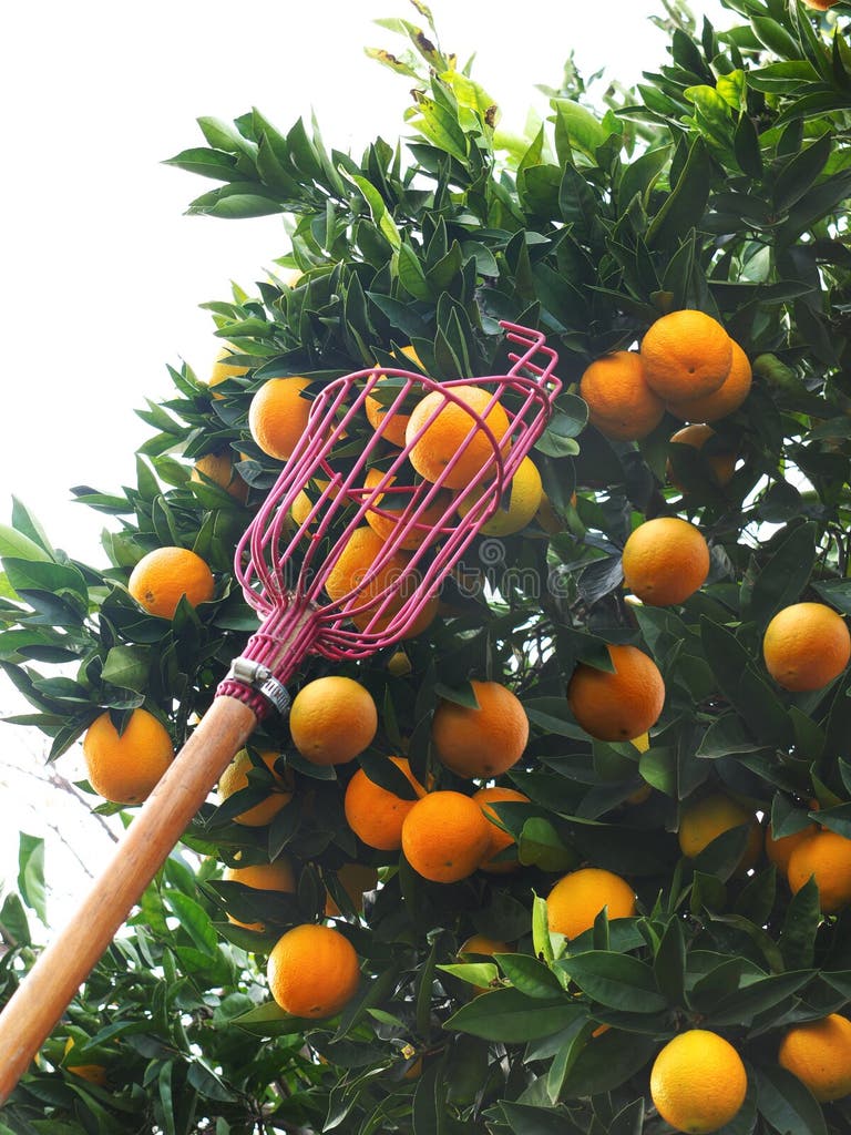 2,395 Fruit Picker Stock Photos - Free & Royalty-Free Stock Photos from ...