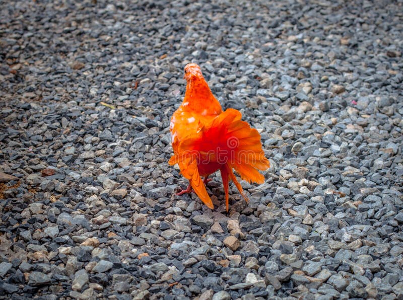 Orange Pigeon on the Stones Stock Image - Image of green, orange: 37387469