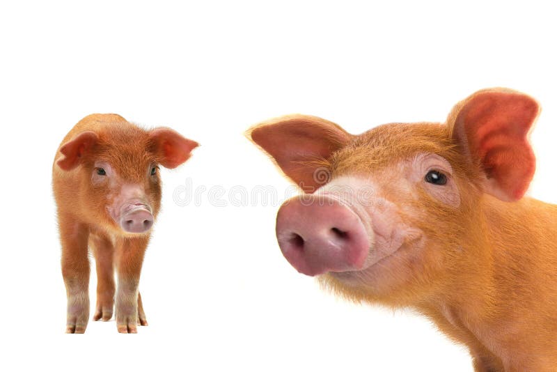 Orange Piglet Isolated on White Background Stock Photo - Image of small ...