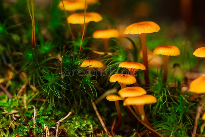 Orange Pilz Der Nahaufnahme Im Moos Stockbild - Bild von frisch, wald ...