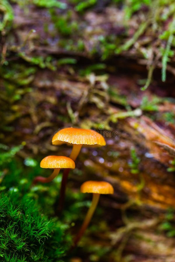 Orange Pilz Der Nahaufnahme Im Moos Stockbild - Bild von frisch, wald ...