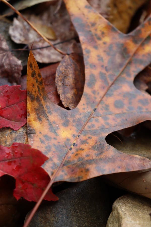 Orange Pin Oak Fall Leaf on River Rocks Stock Photo - Image of leaves ...