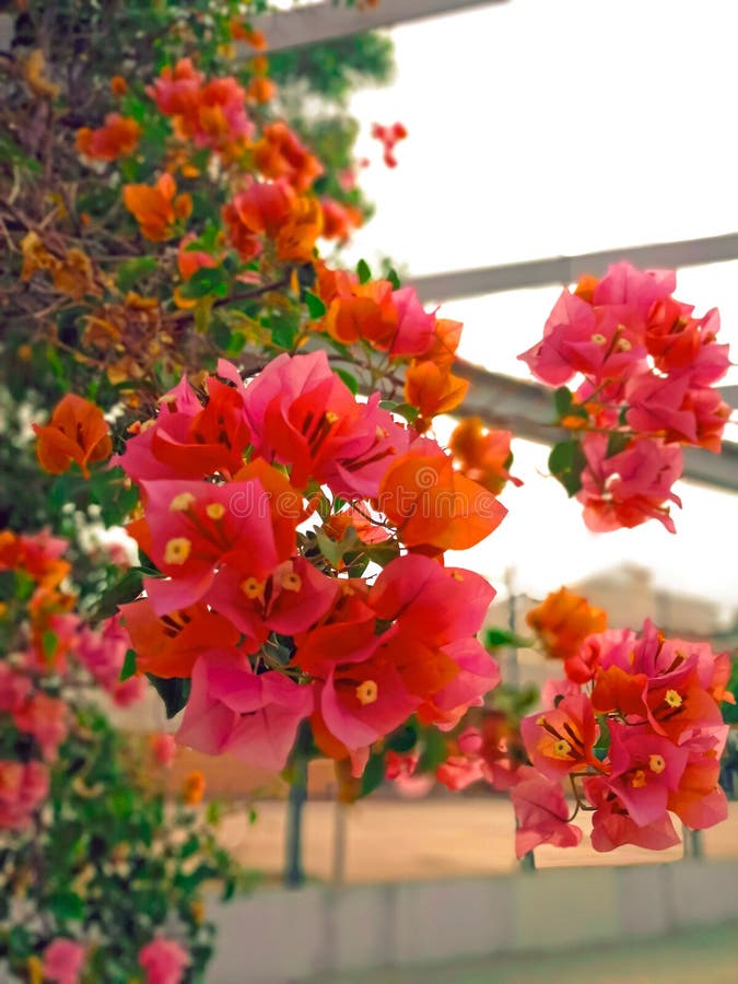 Orange and Pink Curly Flowers Stock Photo - Image of beautiful ...