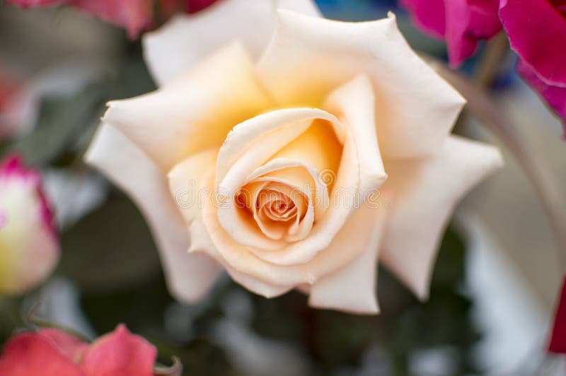 Orange pink rose stock image. Image of garden, petal - 100075471
