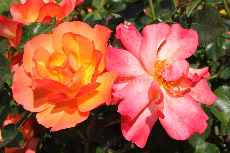 Orange and pink roses stock photo. Image of close, leaves - 49192738