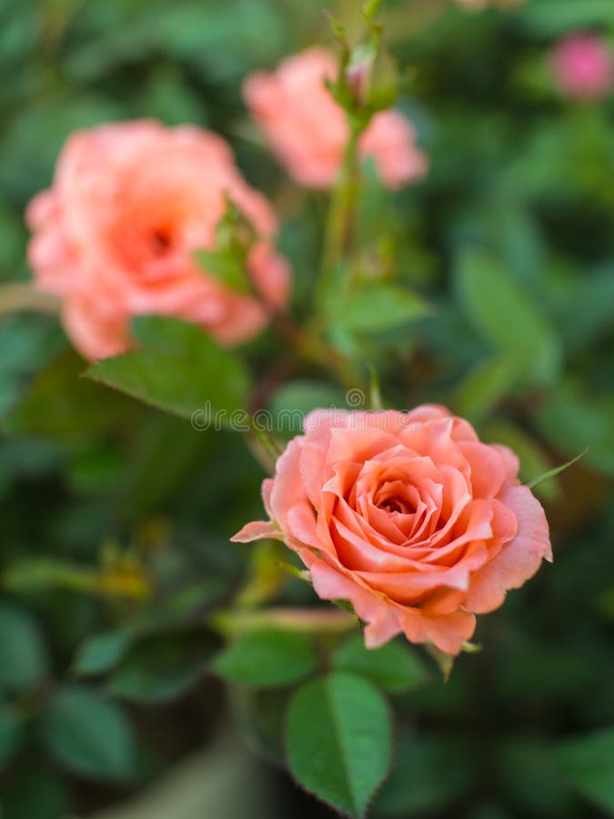 Orange Pink Roses in the Field Stock Photo - Image of garden, botanical ...