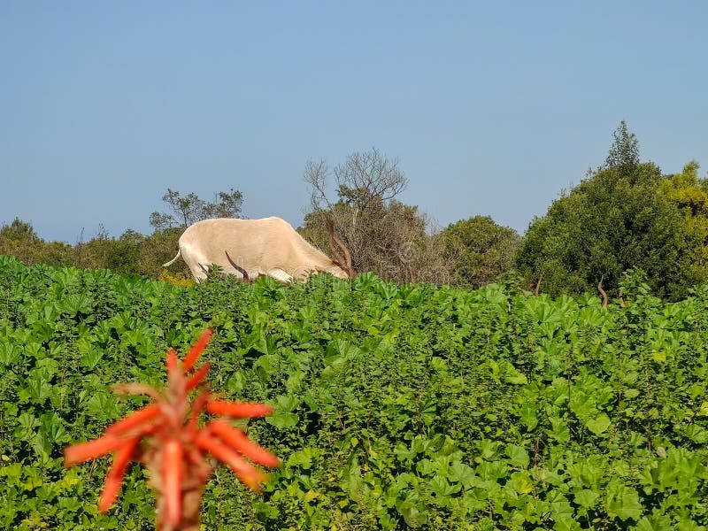 Orange plant behind a cow stock photo. Image of dusk - 186862870