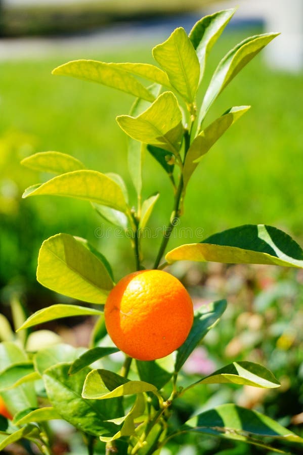 Orange plant stock image. Image of edible, acid, crop - 87308203