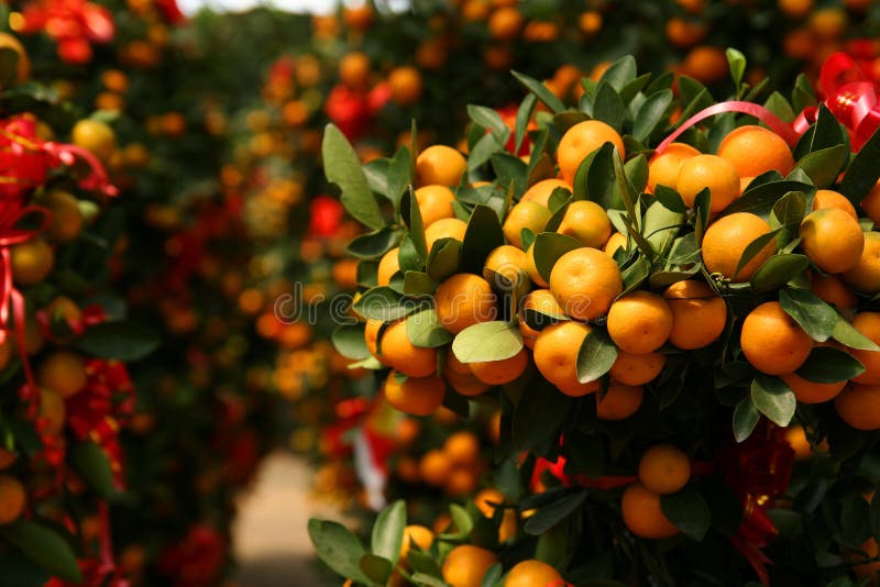 Orange Plant with Red Ribbons Stock Photo - Image of lunar, refreshing ...