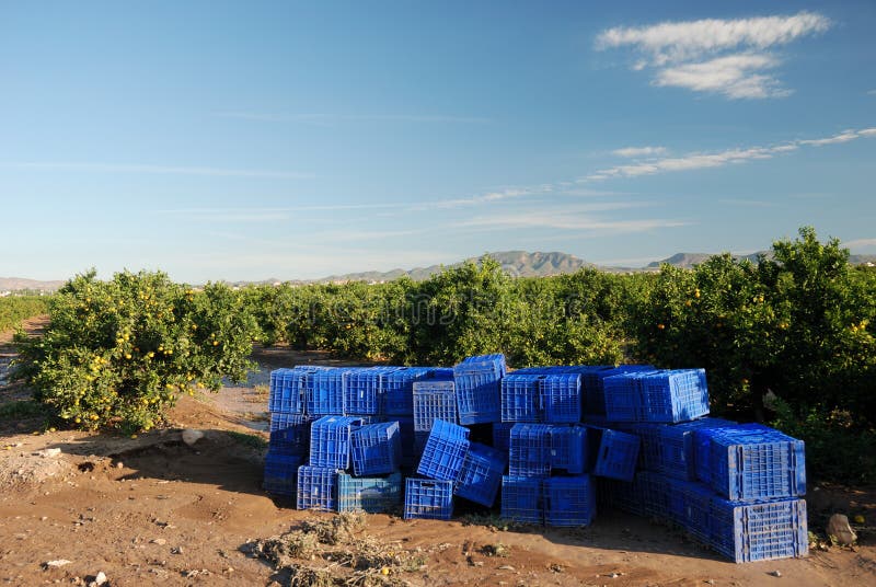 Israel orange groves stock image. Image of juicy, fruity - 5012847