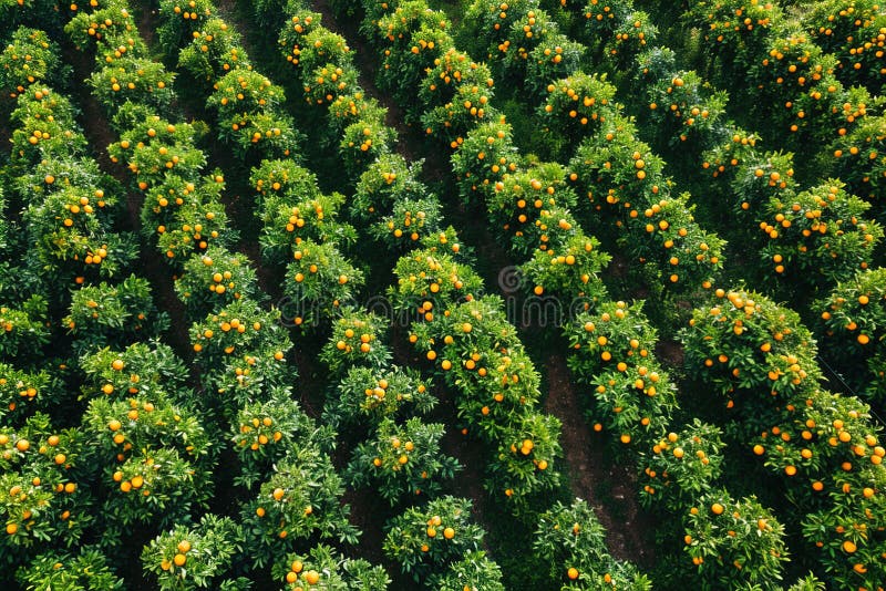 Orange Plantation Trees. Aerial Shot from Above Stock Illustration ...