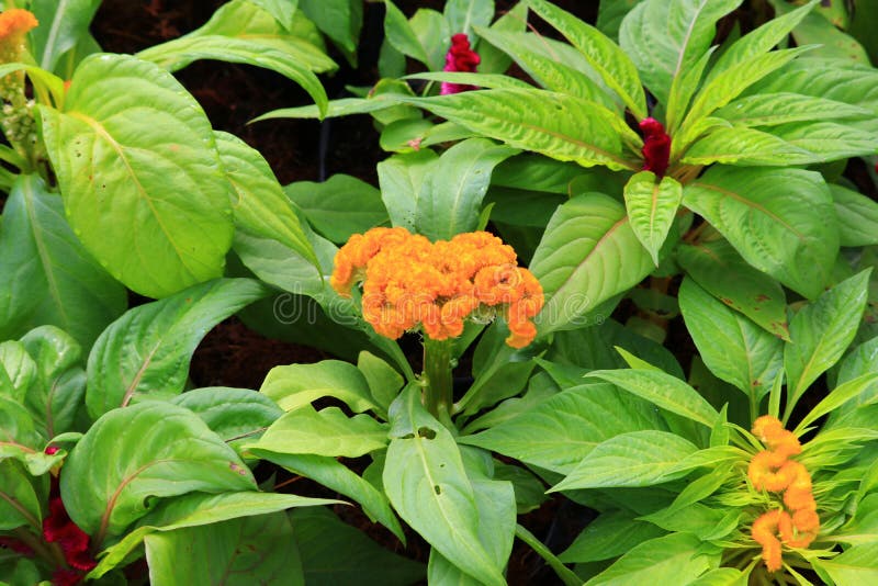 Orange Plumed Cockscomb Flower or Celosia Argentea Beautiful in the ...